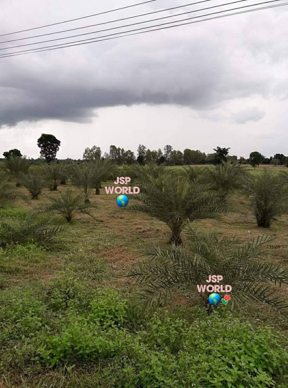 ตัวเมีย ต้นอินทผลัม Nawader (นาวาเดอร์) อินทผลัม เพาะเยื่อ UAE นิยมกิน ...