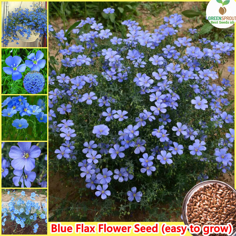 Bright Blue Flowers Linum Perenne Stock Photo 1055078699, 47% OFF