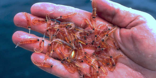 Fish Oil 1000 mg Krill Oil ฟิชออยผสมน้ำมันกุ้งสกัด ขนาด 400 เม็ด Exp ...