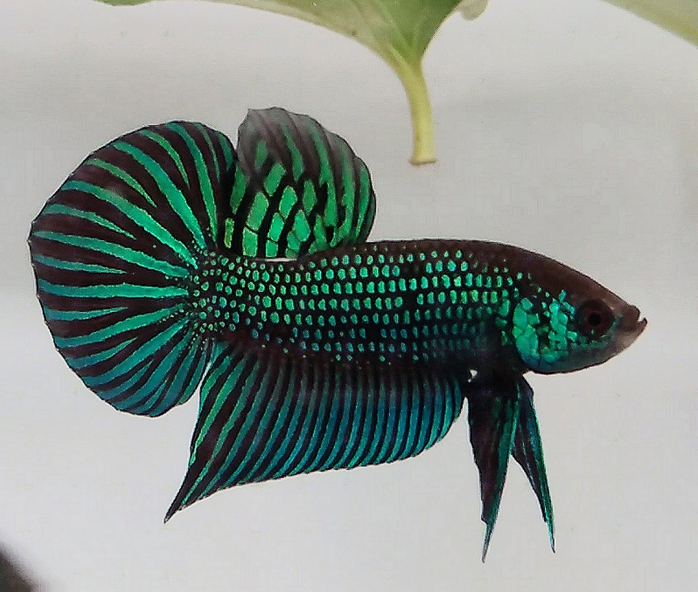 Betta สายพันธุ์ มหาชัยเพศผู้1 ตัว ส่งด่วน รับประกันการจัดส่ง ของดีมีคุณภาพ - BettaOnline - ThaiPick