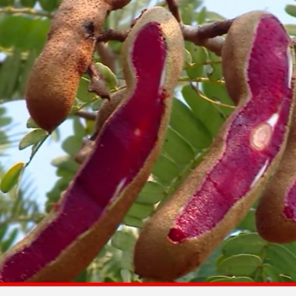 มะขามแดงสยาม(Siam red tamarind)ขนาด50ซม. | Lazada.co.th