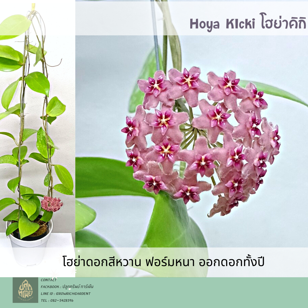 ้Hoya kicki โฮน่าคิกิ ดอกหวาน ไม้แขวนประดับ ไม้ดอกสวย ฟอร์มหนา สีแดง ...