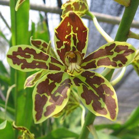 แกรมมาโต กล้วยไม้ ????ต้นสูง 1 ฟุต 4-5 ลำต้น ออกดอก มีนา-พฤษภา กล้วยไม้ ...