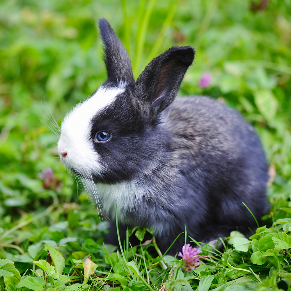 Versele Laga Rabbit and Rodent Mountain Hay with Camomile 500g (3 bags ...