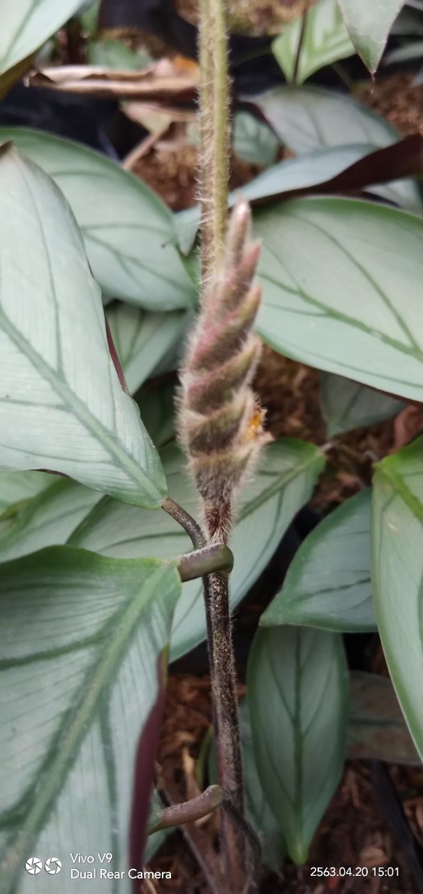 คล้าทีแนนเท ซีโตซา เกรย์สตาร์ (C. setosa Gray star) คล้าหายาก ปลูกง่าย ...