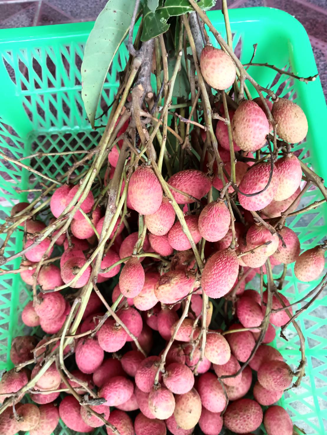 เมล็ดพันธุ์ คอแลน Korlan บักแงว, คอลัง หมากแงว ลิ้นจี่ป่า สำหรับปลูก ...