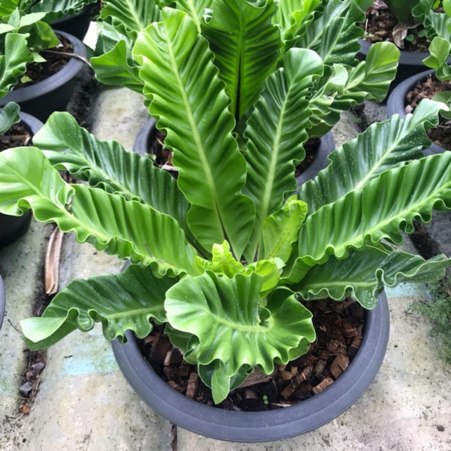ต้นเฟิร์น คอบบร้า Asplenium sp.'Cobra (Cobra Bird's nest fern) เฟิร์น ...