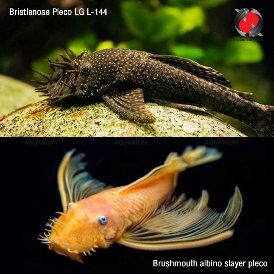 ซัคเกอร์เผือก Brushmouth albino slayer pleco L-144 / ซัคเกอร์ดำ Bristlenose Pleco LG L-144 ปลา ...