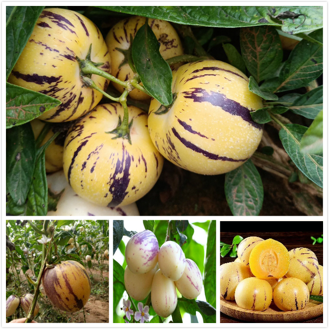 Ginseng Fruit Seeds - 30pcs Seeds for Planting - Pepino Melon Bonsai ...