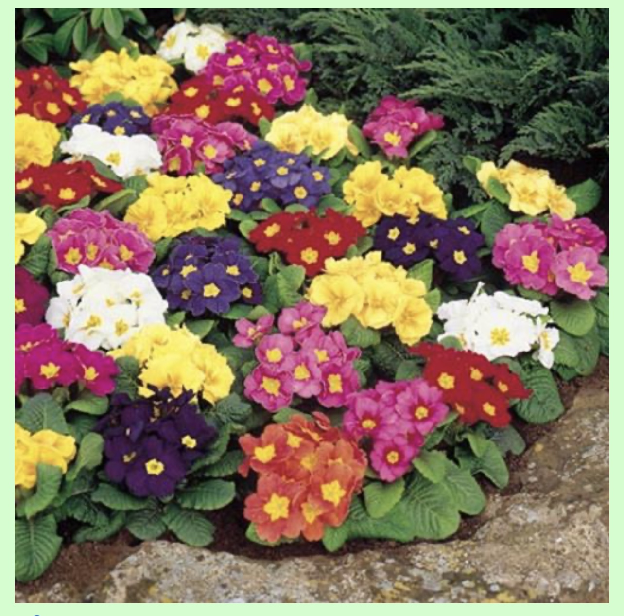 เมล็ดพริมโรสผสมสี 100 เมล็ด(mixed color Primula Seeds) ไม้กระถางระเบียง ...
