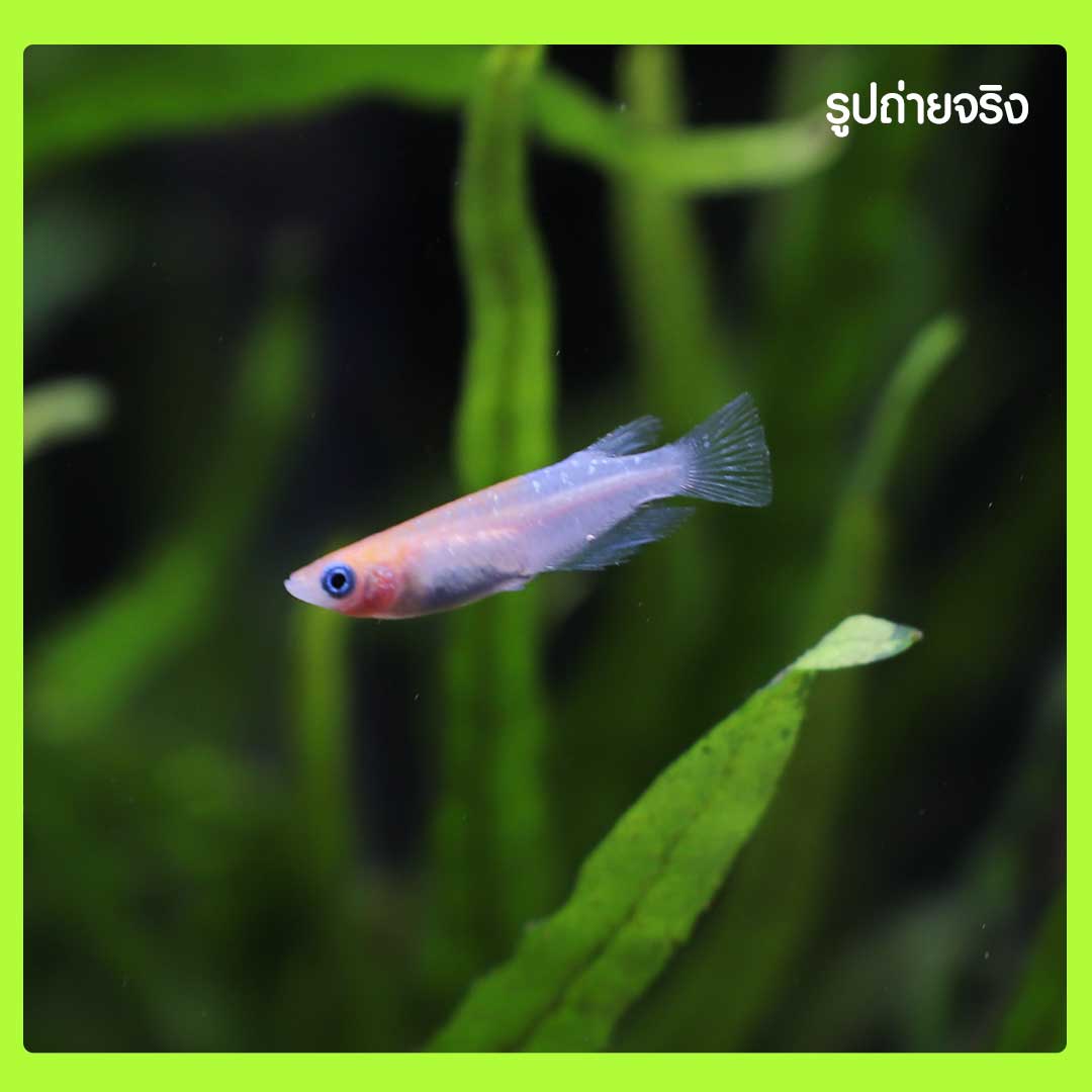 เมดากะ ปลาซิวข้าวสารญี่ปุ่น (Japanese rice fish) สีทอง ปลาตู้ไม้น้ำ สี ...