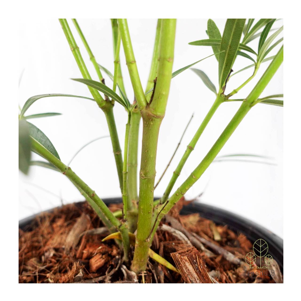 Treeno.9 T384 ยี่โถ กระถาง 10 นิ้ว (Sweet Oleander) ไม้ประดับดอกสวยงาม ...