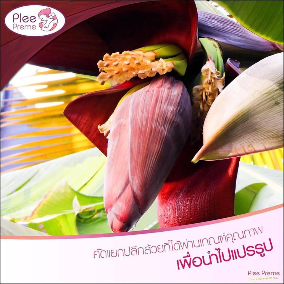 Plee Preme เครื่องดื่มปลีกล้วยสำเร็จรูป ชนิดผง เพิ่มน้ำนมแม่ ( แพ็ค 3 ...
