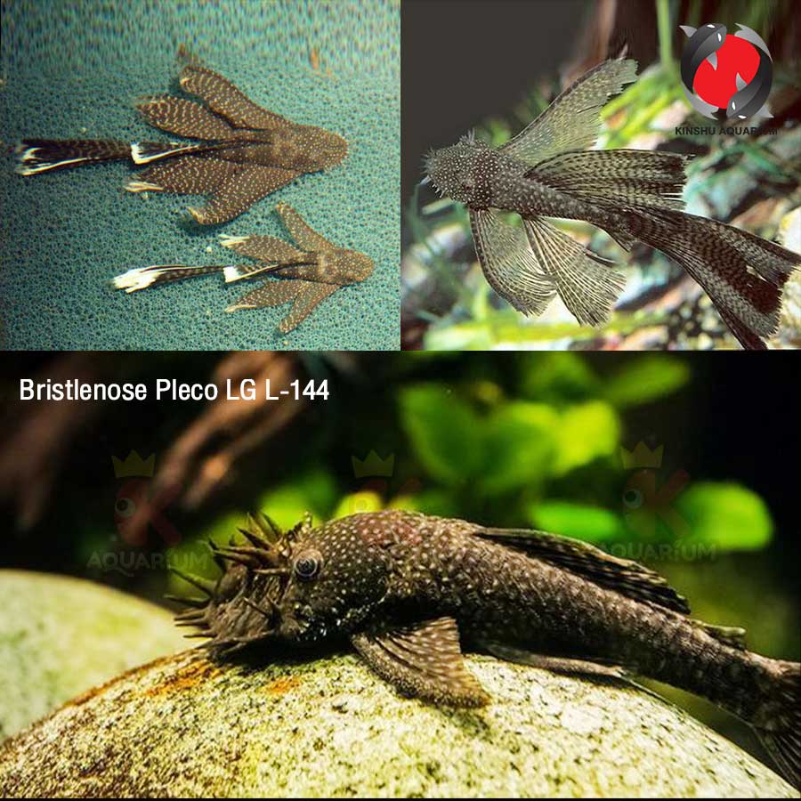 ซัคเกอร์เผือก Brushmouth albino slayer pleco L-144 / ซัคเกอร์ดำ ...