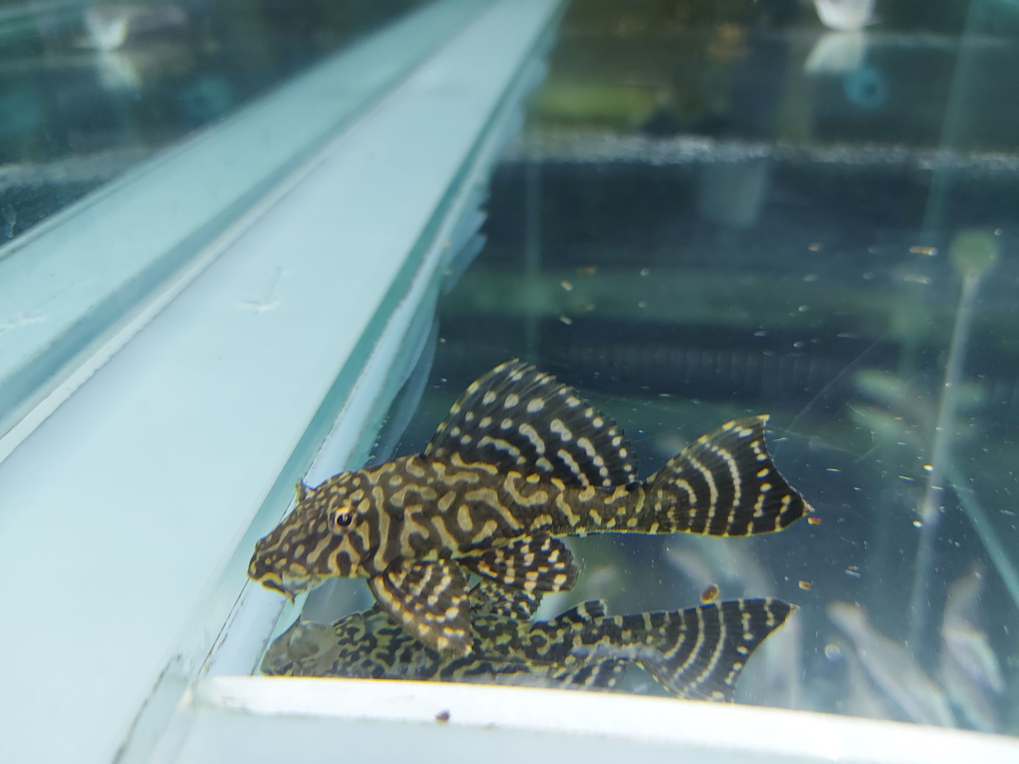 อาหารปลา&ปลา ซัคเกอร์ L001 ไซร้ 2นิ้ว แท้100เปอรเซ็น ทำความสะอาดตู้ดี ...