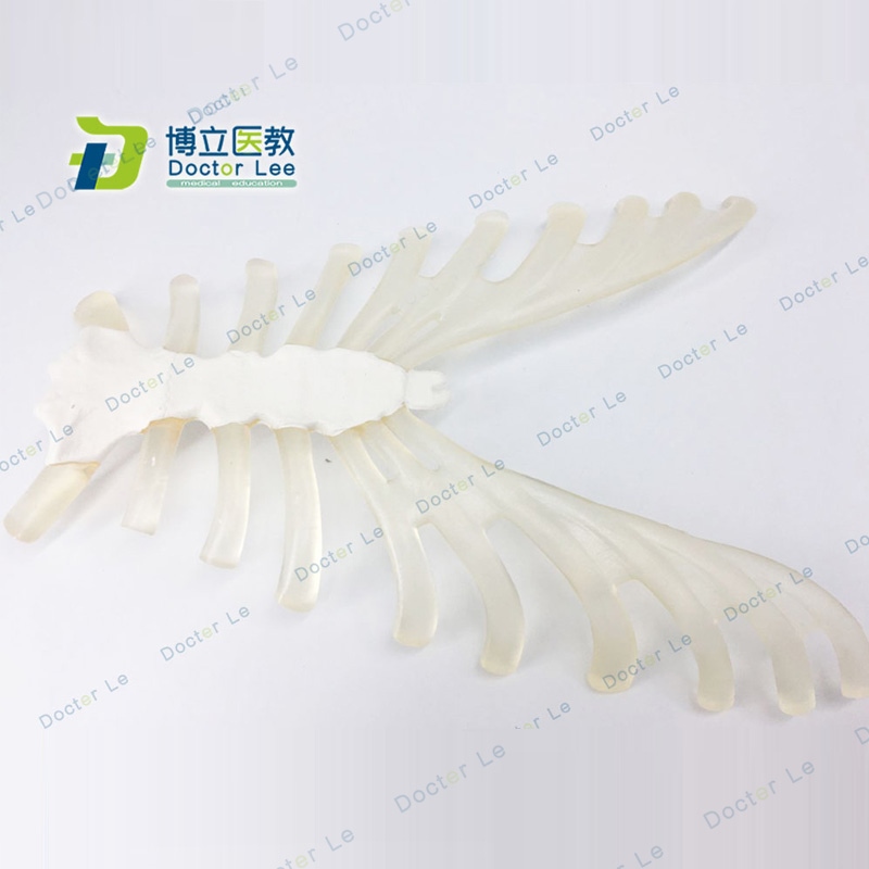 Human body skeleton model scattered bones chest rib belt rib cartilage ...