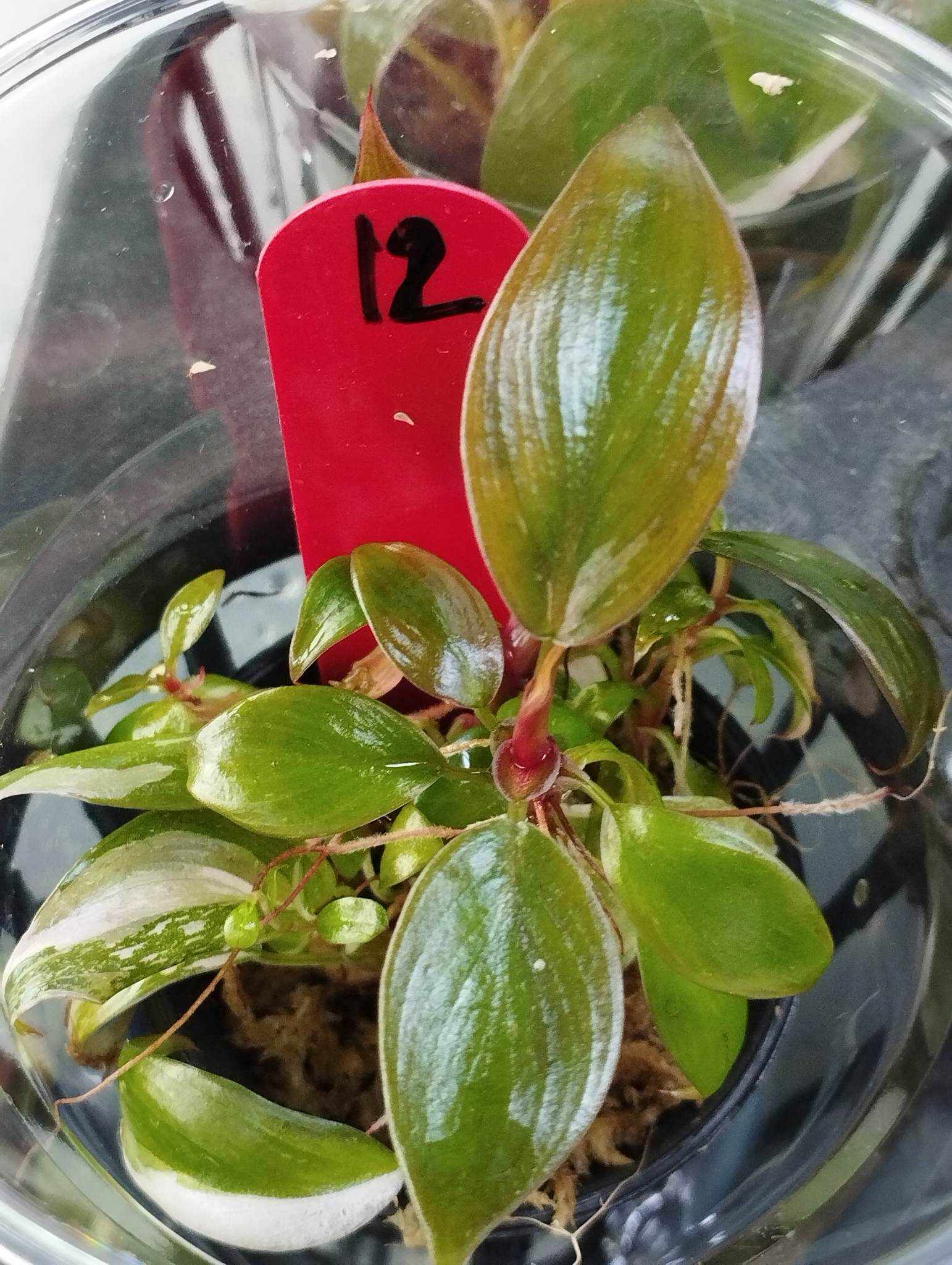 pink princess อนุบาลแล้ว เจ้าหญิงสีชมพู พริ้งปริ้นเซส ไม้เนื้อเยื่อ ...