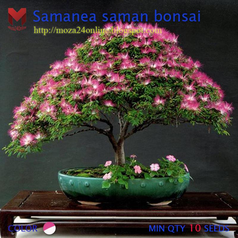 จามจุรีแคระ Samanea saman bonsai (10เมล็ด) - Moza24Online - ThaiPick