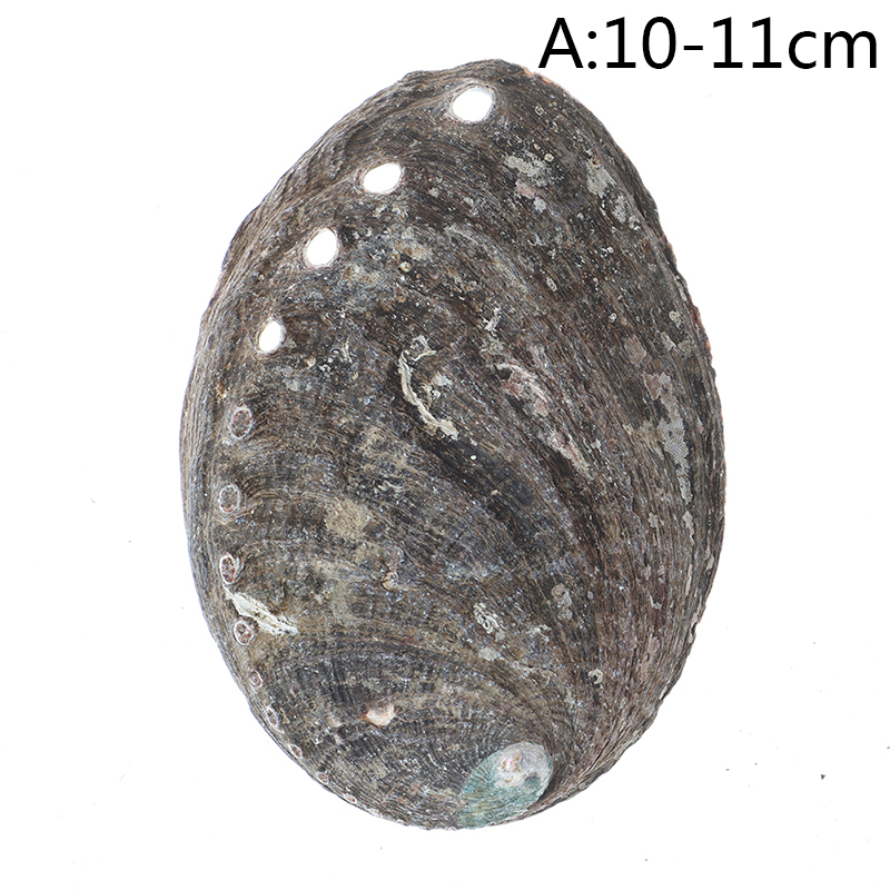 Natural Abalone Shells Seashells Home Aquarium Landscape DIY Nautical ...