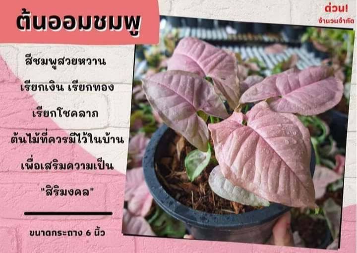 ต้น ออมชมพู หรือ PINK SYNGONIUM pink plat (ต้นไม้นำเข้า) ต้นไม้หายาก ...