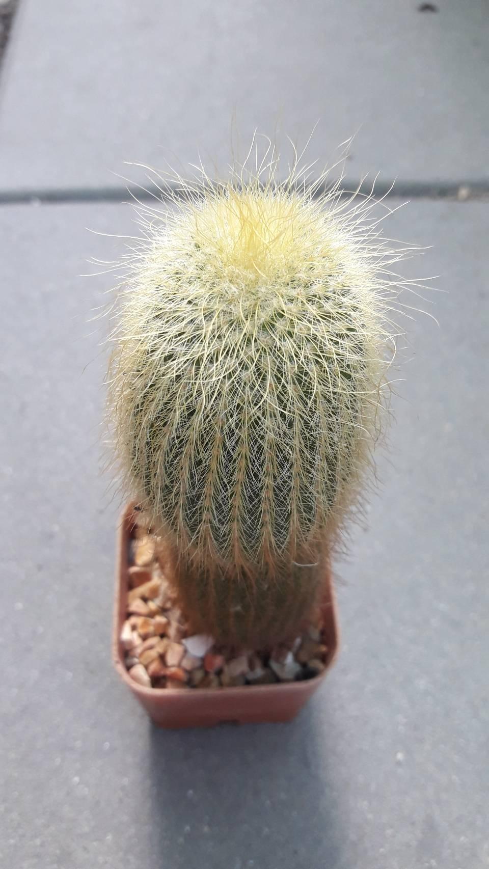กระบองเพชร Eriocactus leninghausii กระบองทอง - Cake Cactus Farm - ThaiPick