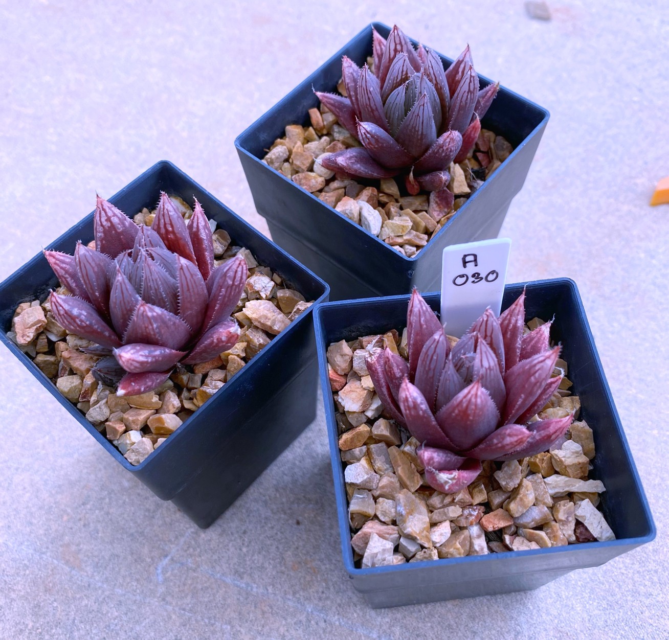 Haworthia leigtonii IB 13750 ‘luminis’ A030 - หมวย ฮาโวเทีย - ThaiPick