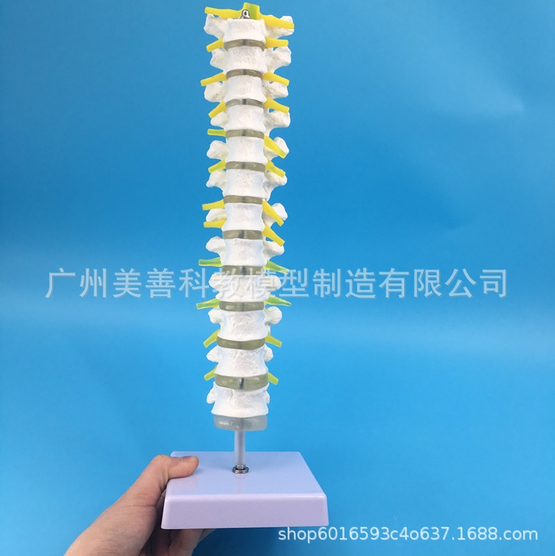 Medical 1:1 human thoracic model lumbar cervical thoracic spine ...