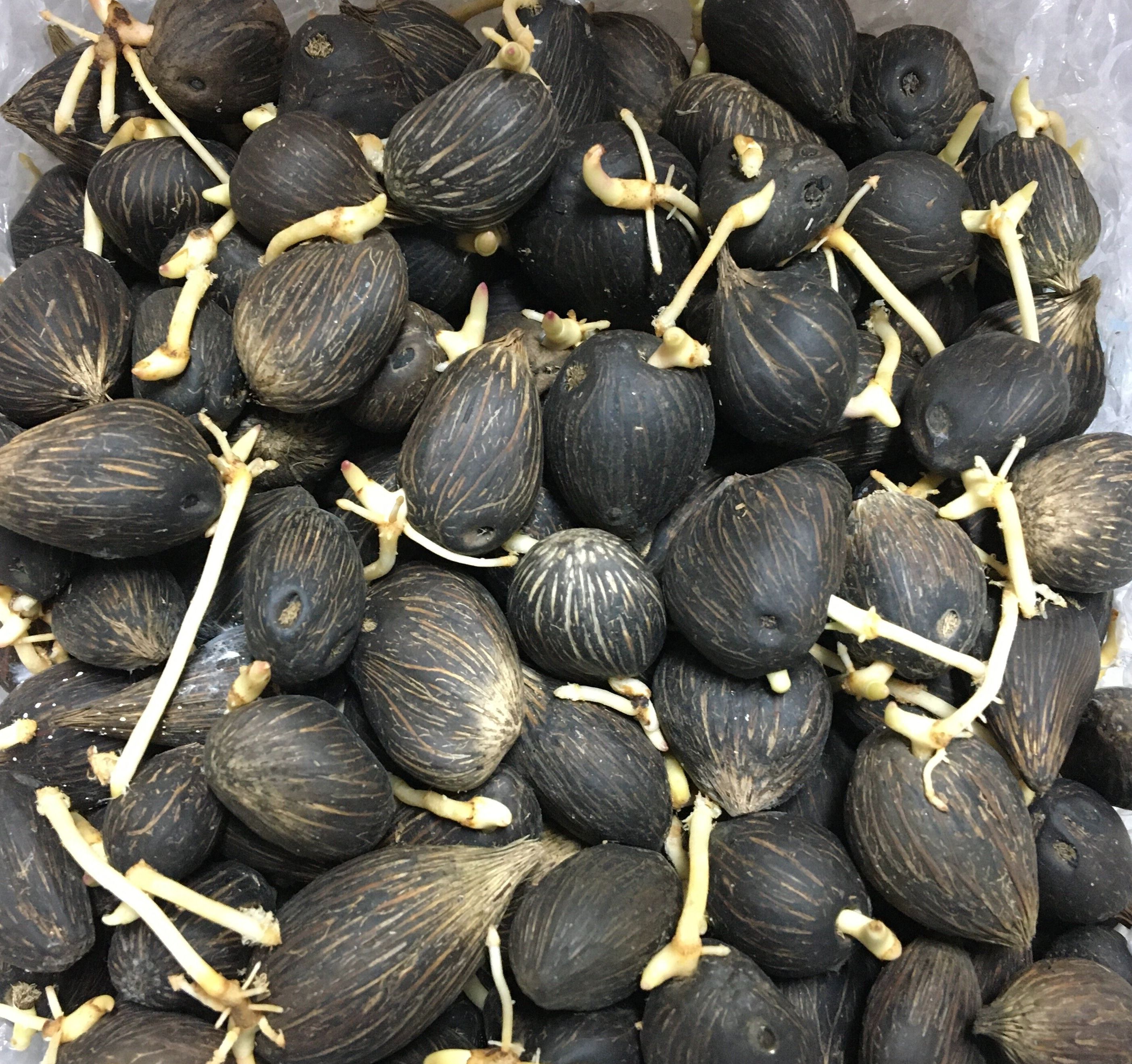 เมล็ดพันธุ์ปาล์มเชอมาร่า มาเลเซีย CHEMARA D*P จำหน่ายเมล็ดละ 40 บาท ...