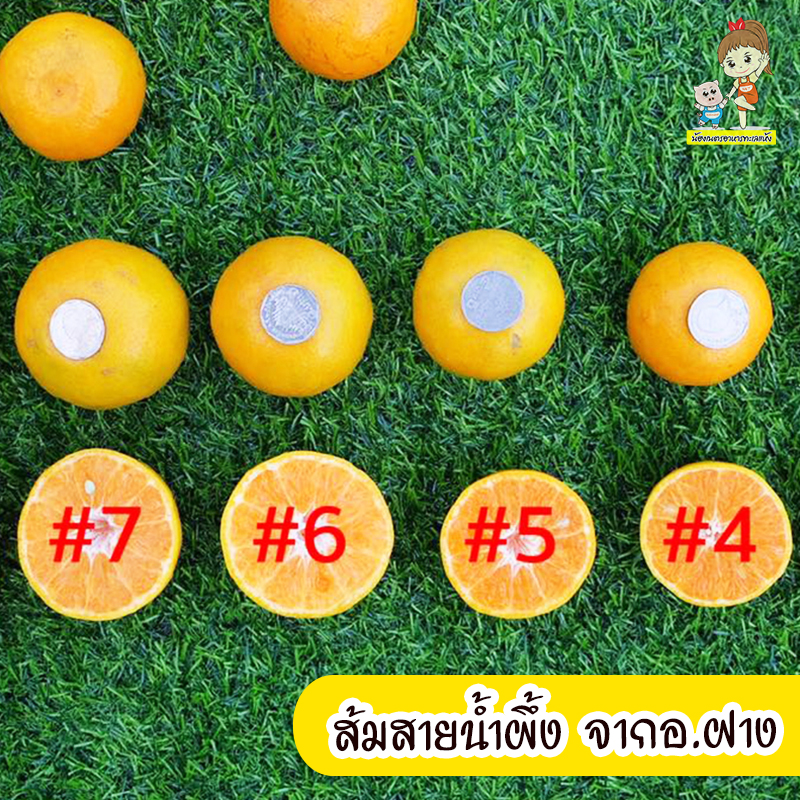 ส้มสายน้ำผึ้ง อ.ฝาง กล่อง 5 โล เบอร์ 5 ราคาชาวสวน ส้ม ส้มสด ส้มฝาง ...