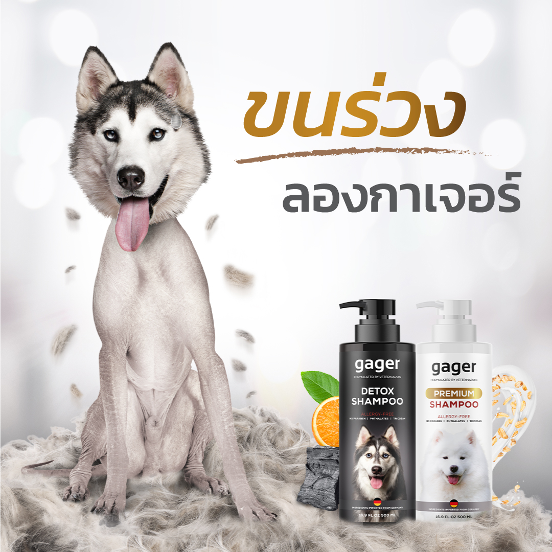 (500ml.)Gager แพ็คคู่ สูตรDetoxสูตรบำรุงขนนิ่ม แชมพูอาบน้ำสุนัขหมา ลดขน ...