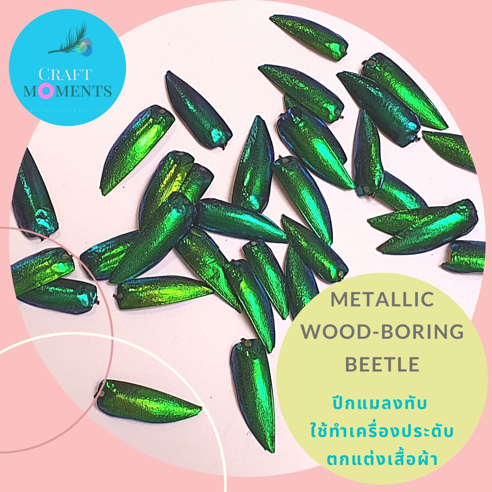 CRAFT MOMENTS ปีกแมลงทับ METALLIC WOOD-BORING BEETLE WING JEWEL BEETLE ...