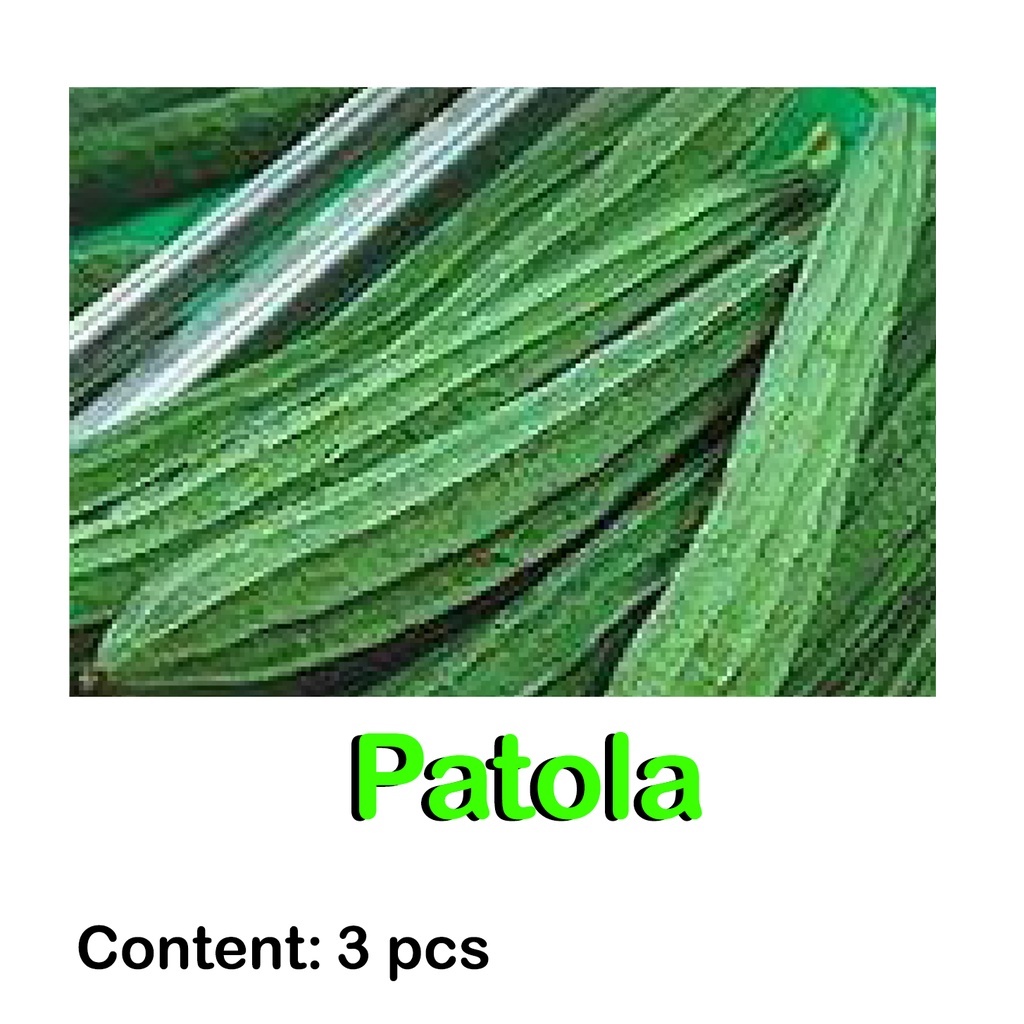 50 Seeds (buy 2 get 1 free) Patola Hybrid Variety High Quality And High ...