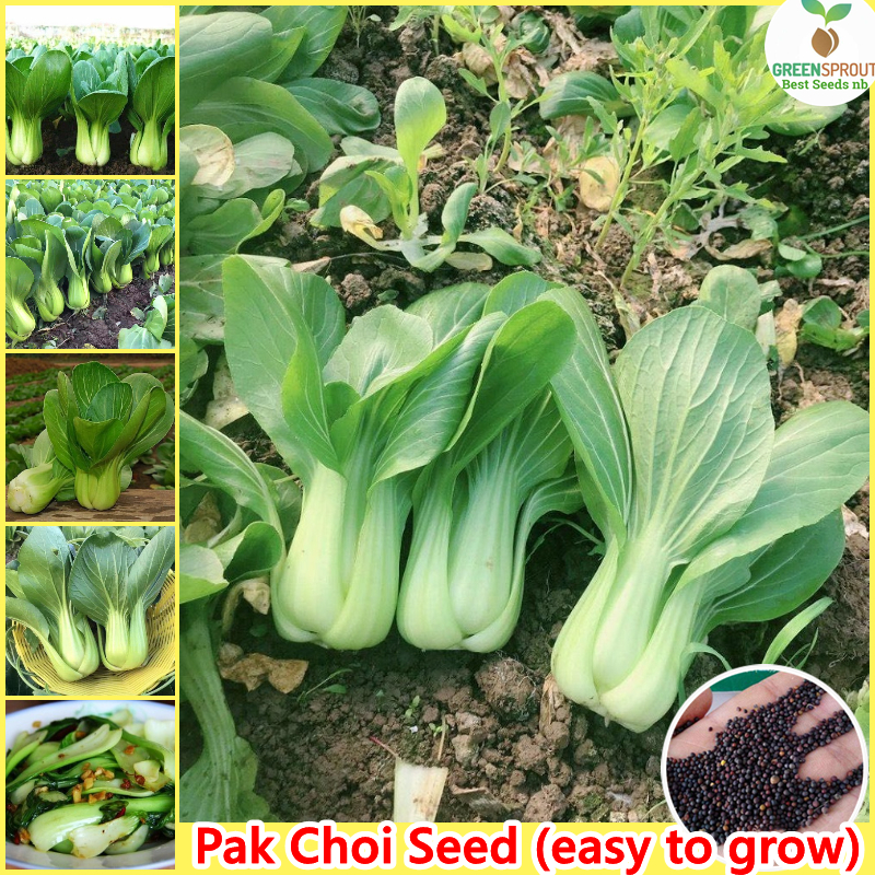 [High Germination] Good Quality Pak Choi Seeds for Sale (200 Seeds/pack ...