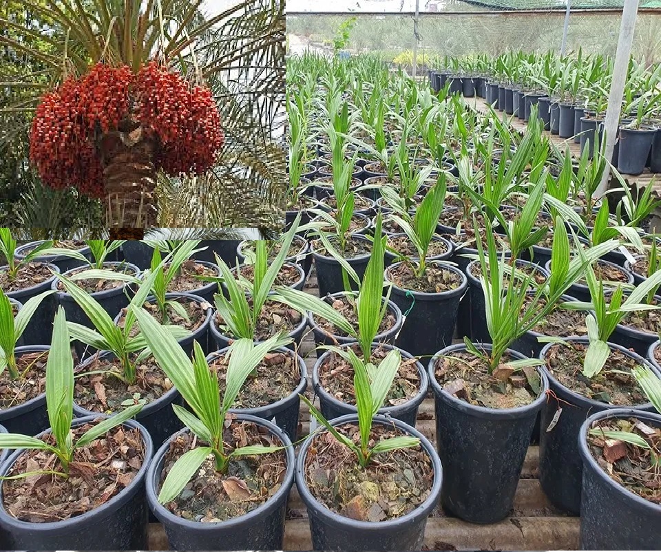 ต้นอินทผาลัม พันธุ์บาฮีใหญ่ Barhee หรือ Barhi 136 ตัวเมีย เพาะ ...