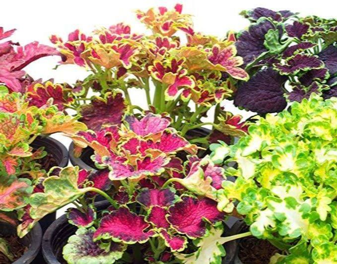 เมล็ดพันธุ์ ฤาษีผสม Coleus hybridus rainbow 100 เมล็ด เมล็ดพันธุ์นำเข้า ...