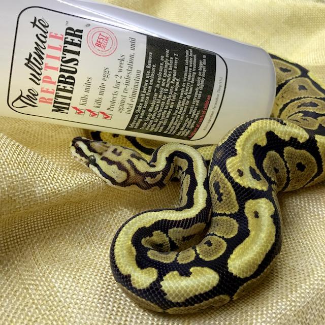 Mitebuster Mite Spray for Snakes (สินค้าคุณภาพ สเปรย์กำจัด เห็บ หมัดงู ...
