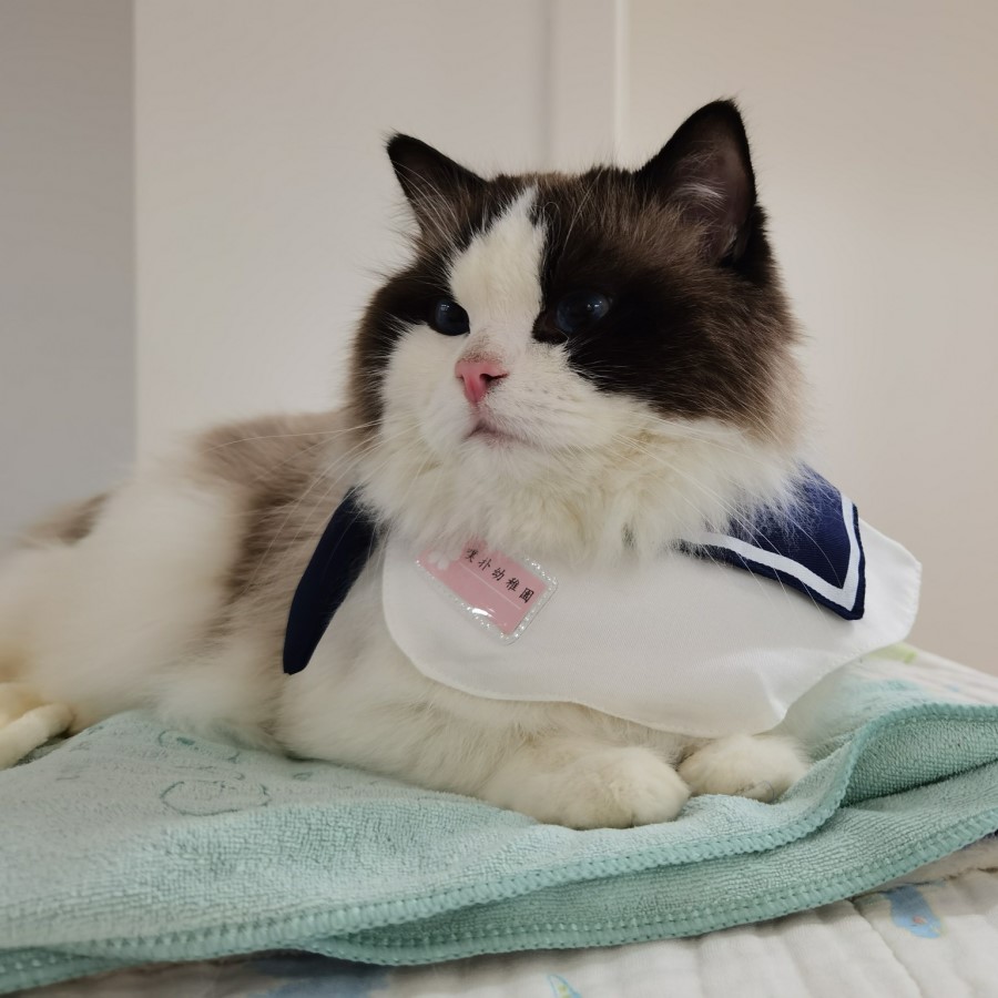 Purlab Student ผ้าคลุมแมว - Leftpert - ThaiPick