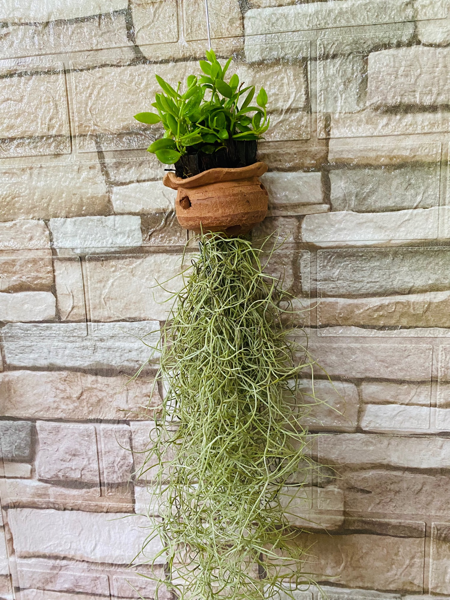 ต้นเดฟ ในกระถางดินเผา ห้อย เคราฤาษี พร้อมแขวน | Lazada.co.th