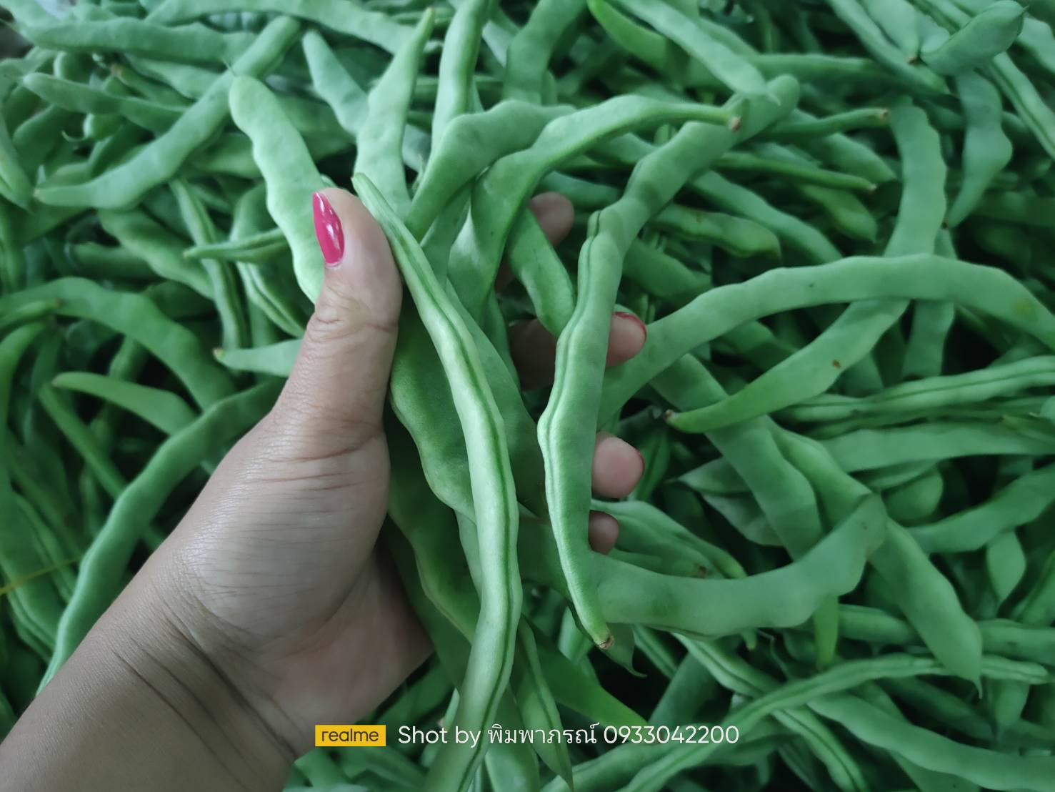 ถั่วเขียวสด ถั่วแขก บรรจุ 1 กก. ผักสดๆ จากสวน รสชาติอร่อย เคี้ยวกรุบ ...