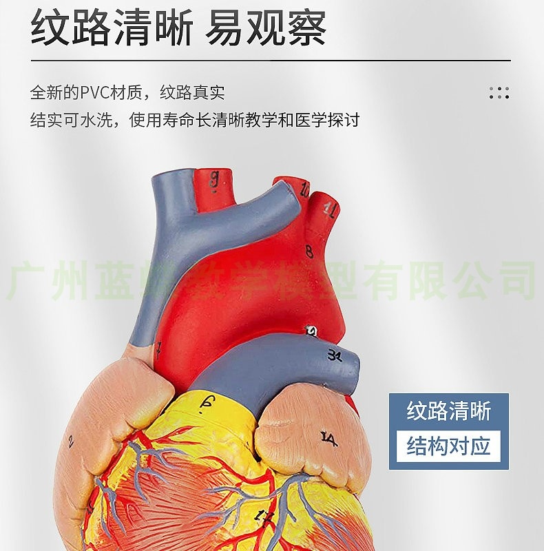 2 x magnification heart anatomy model structure of human body heart ...