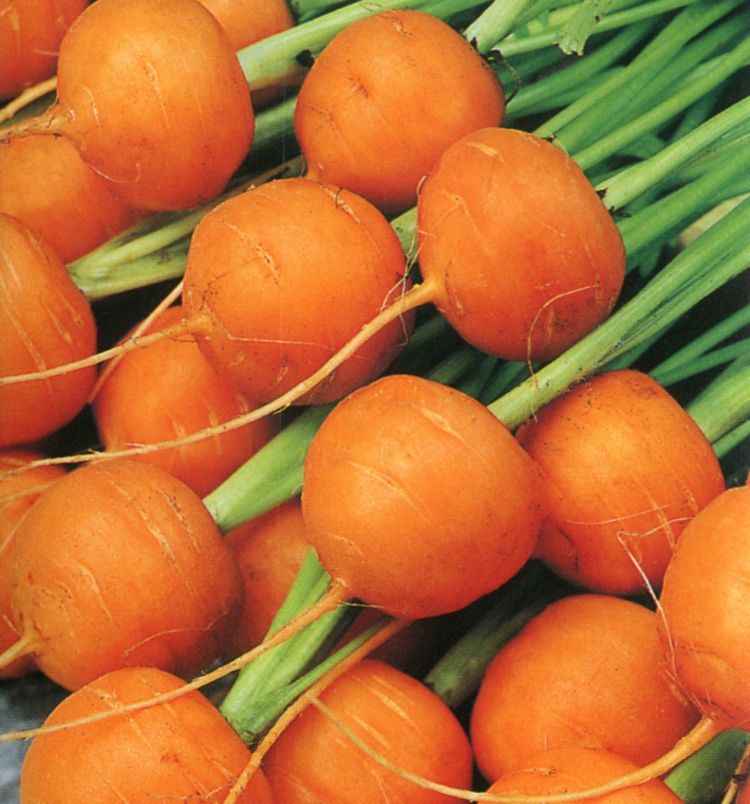 Parisian Carrot (400 seeds) แครอทกลม ปาริเซียน (400 เมล็ด) | Lazada.co.th