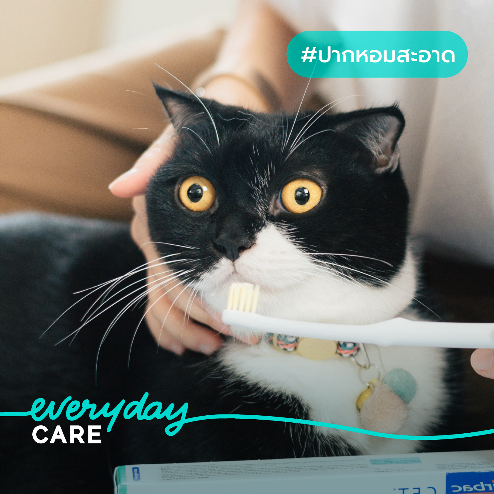 Virbac 11 ยาสีฟัน ซีอีที รสเนื้อ C.E.T. Enzymatic Toothpaste - Beef ...