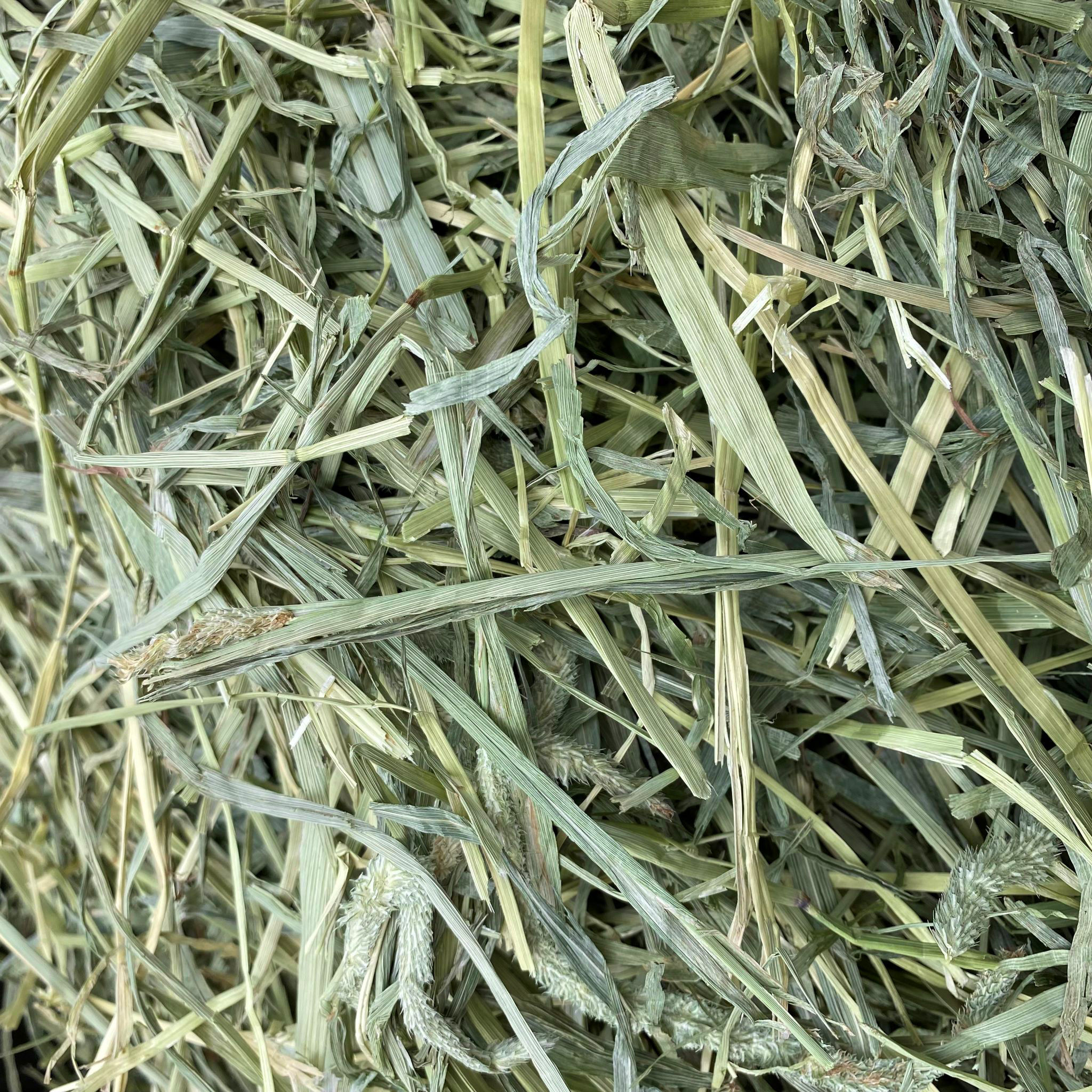 หญ้ากระต่าย ทิมโมธี พรีเมี่ยม Timothy Premium สำหรับ กระต่าย เฟอร์เรส ...