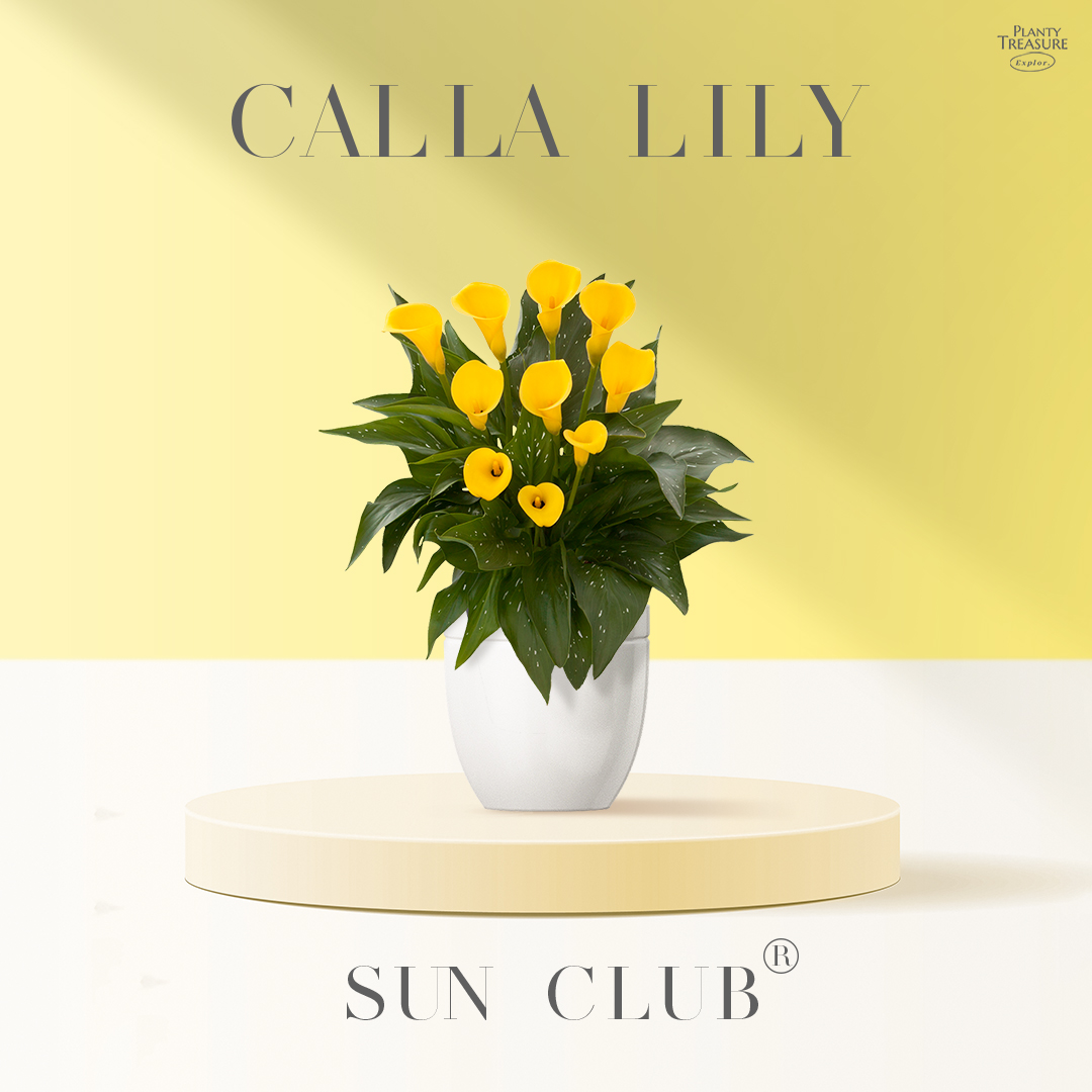 Planty Treasure หัวต้นคาลล่าลิลลี่ Sun ClubⓇ Calla lily Bulbs - Planty ...