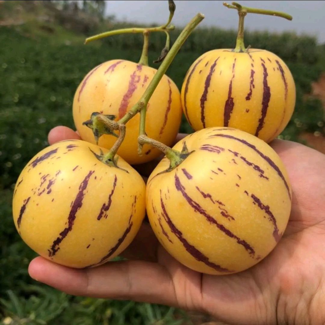 รับประกันสายพันธุ์แท้ 100 % 10 เมล็ด Pepino Melon Seeds Ginseng Fruit ...