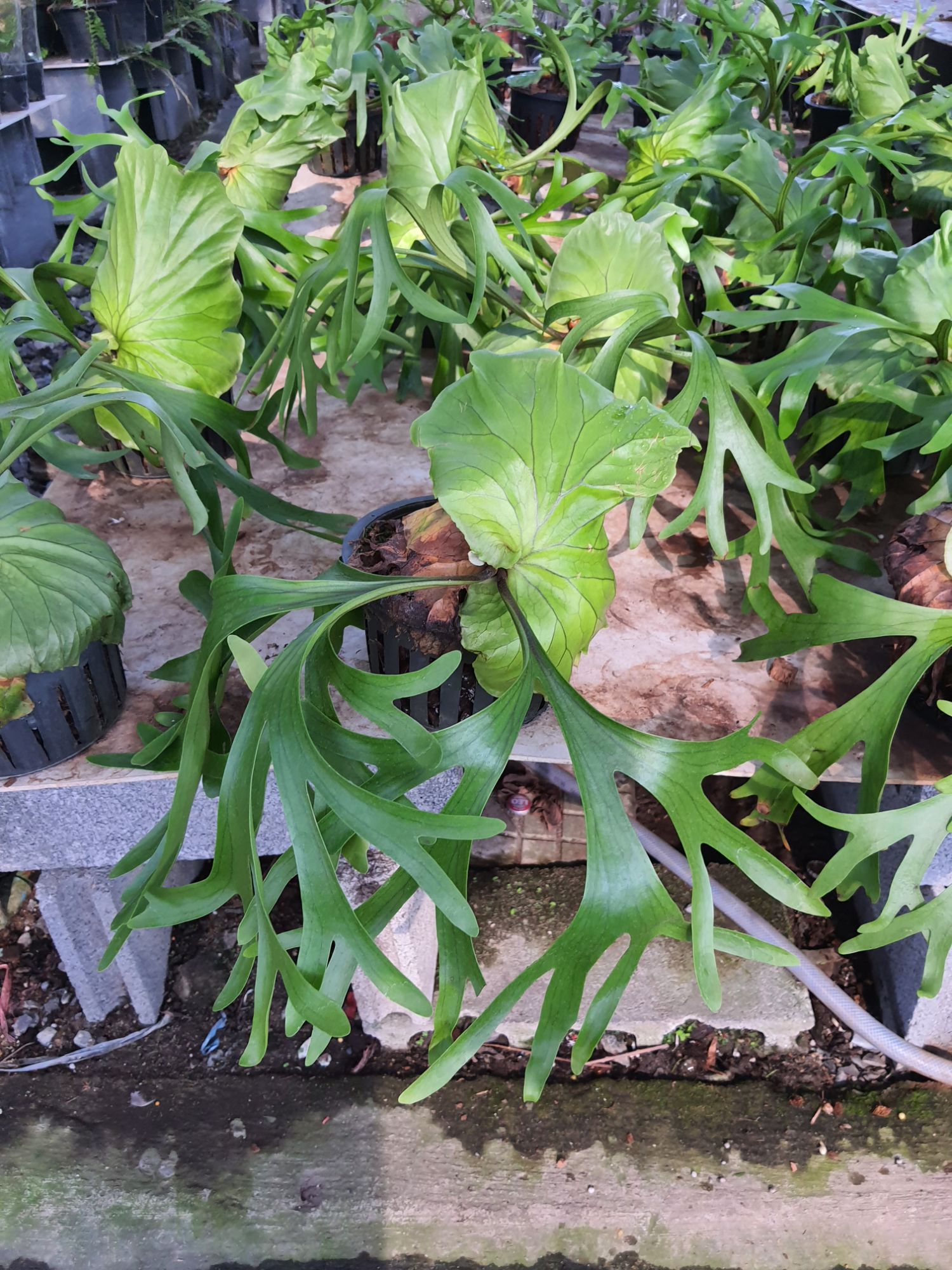 Polypodium polycarpon Sw. 'Grandiceps'วงศ์: Polypodiaceae.เฟิน เขากวาง ...