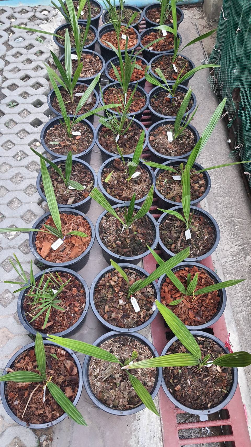 ต้นอินทผาลัม พันธุ์ (date palm (Hayany Hayani (ฮายานี่)) อินทผลัม เพาะ ...