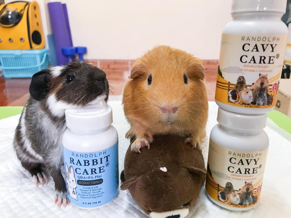 Randolph Cavy Care เควี่แคร์ ฟื้นฟูบำรุงสัตว์กินพืชขนาดเล็กที่ไม่สามารถ ...