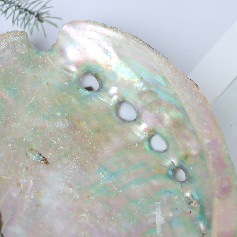 Natural Abalone Shells Seashells Home Aquarium Landscape DIY Nautical ...