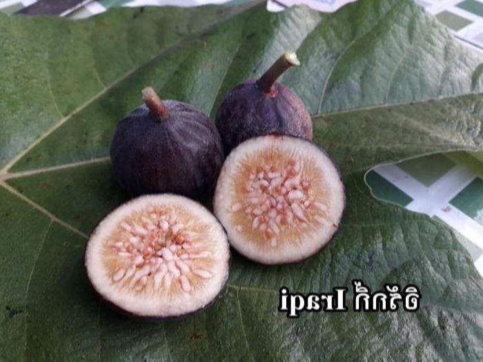 Figs ต้นมะเดื่อฝรั่ง พันธุ์ Iraqi (อิรักกี้) อร่อย หวาน หอมมากๆ ต้น ...